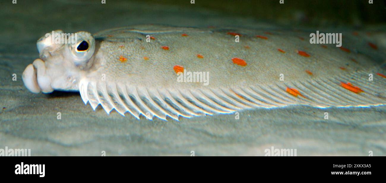 Plaice - lives on seabed, lying on its left side Stock Photo - Alamy