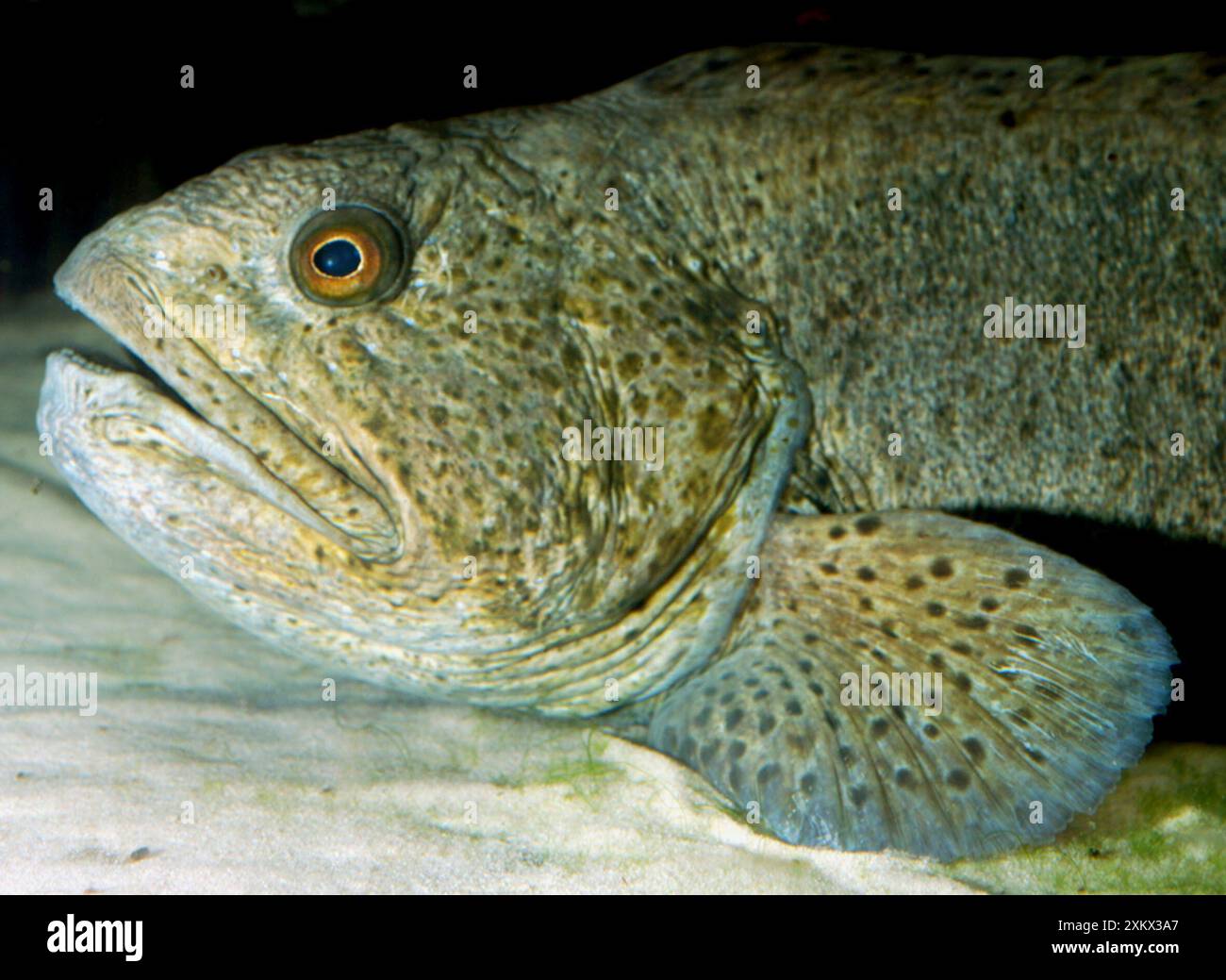 Wolf of the sea hi-res stock photography and images - Alamy