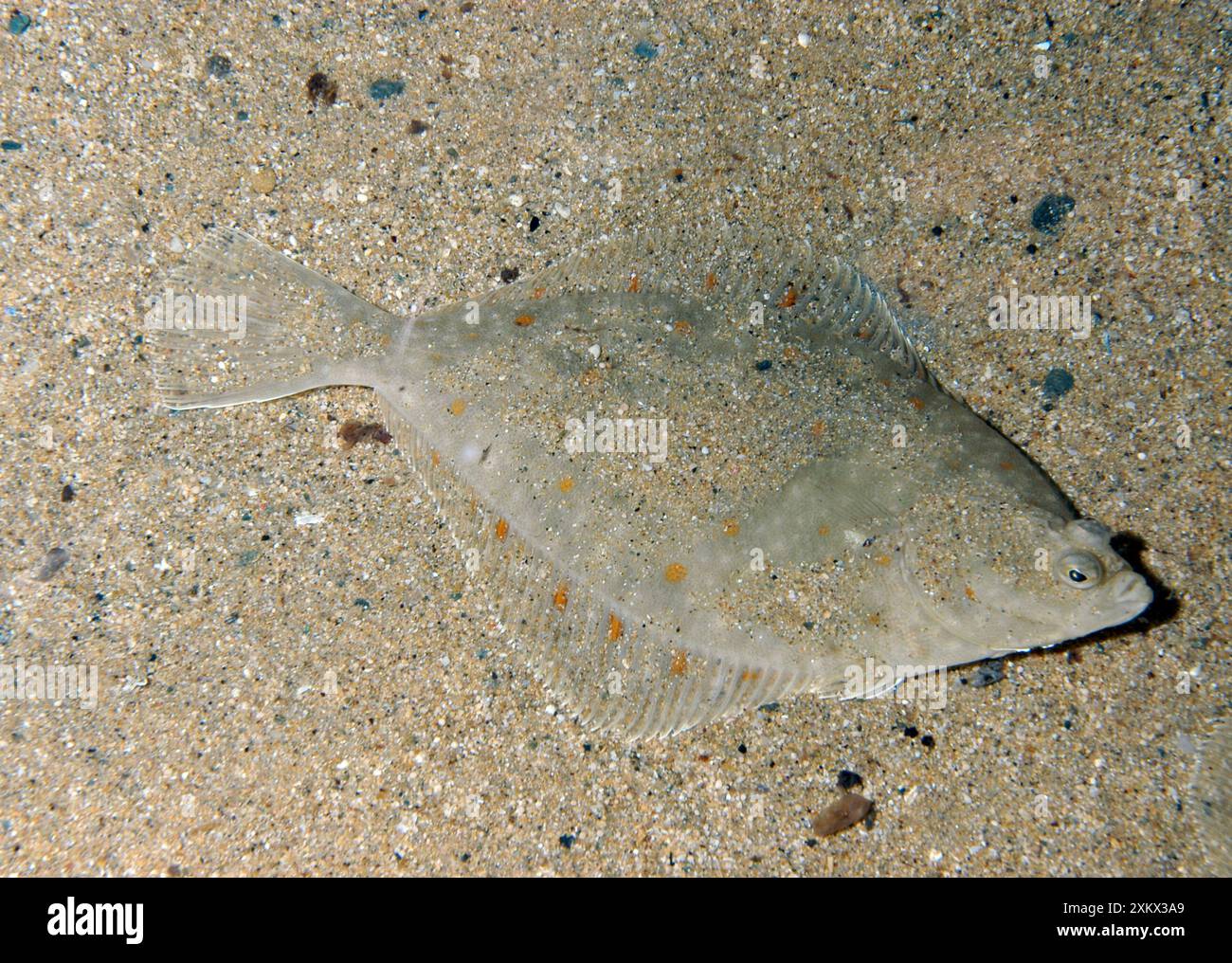 The right right side hi-res stock photography and images - Alamy