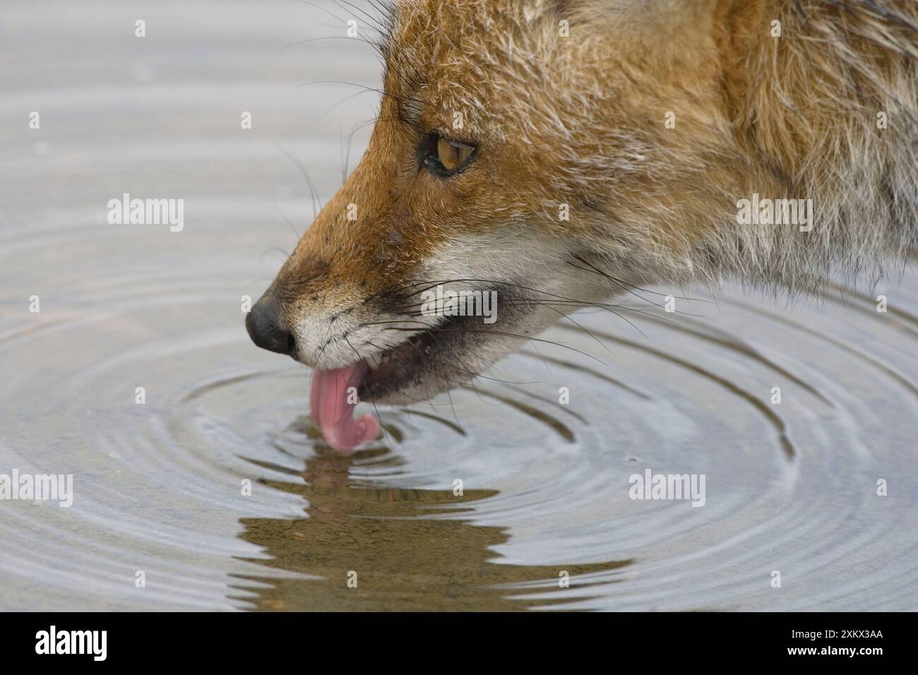 Drinking fox hi-res stock photography and images - Alamy