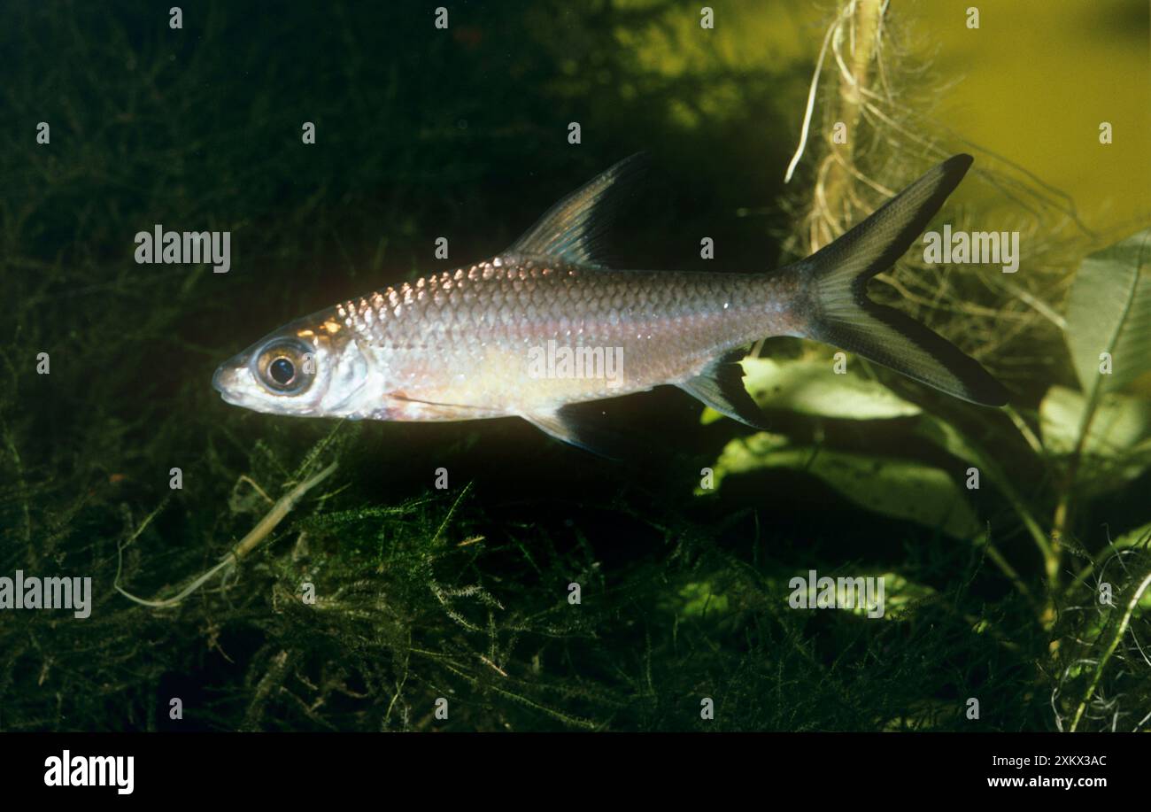 Bala shark fish hi-res stock photography and images - Alamy