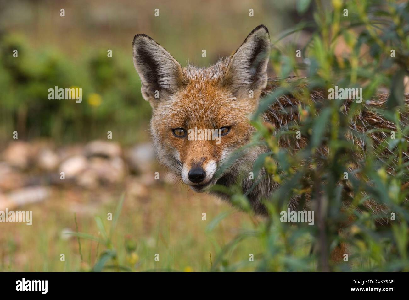 Red Fox - female, still wet after rainstorm, April Stock Photo - Alamy