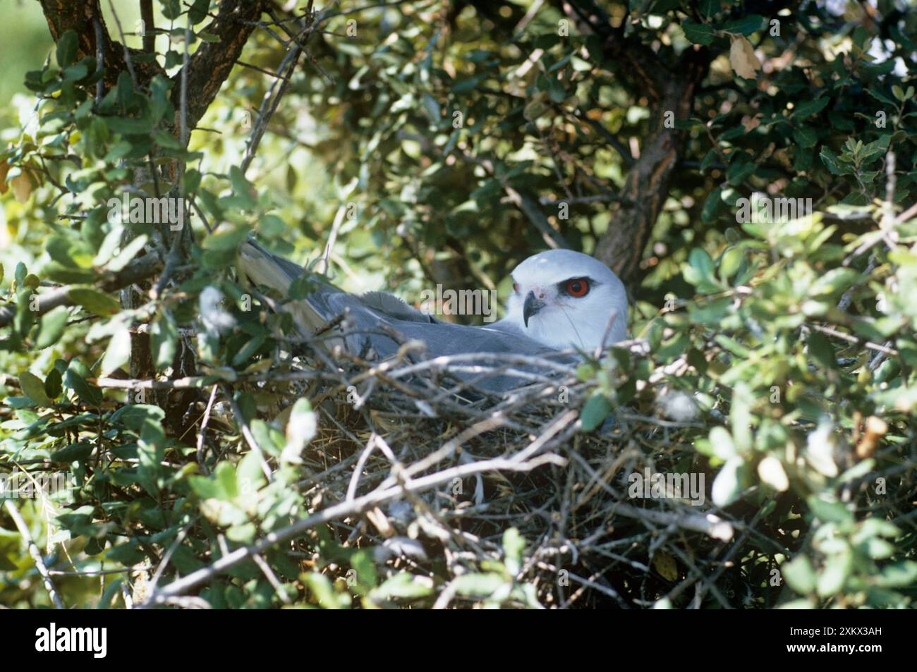 Black-shouldered / Black-winged KITE Stock Photo - Alamy