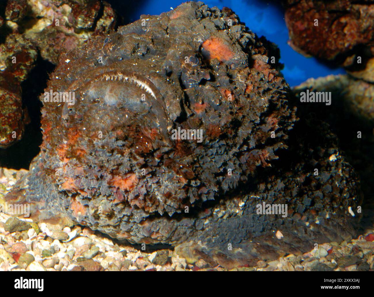 Poisonous animal hi-res stock photography and images - Alamy