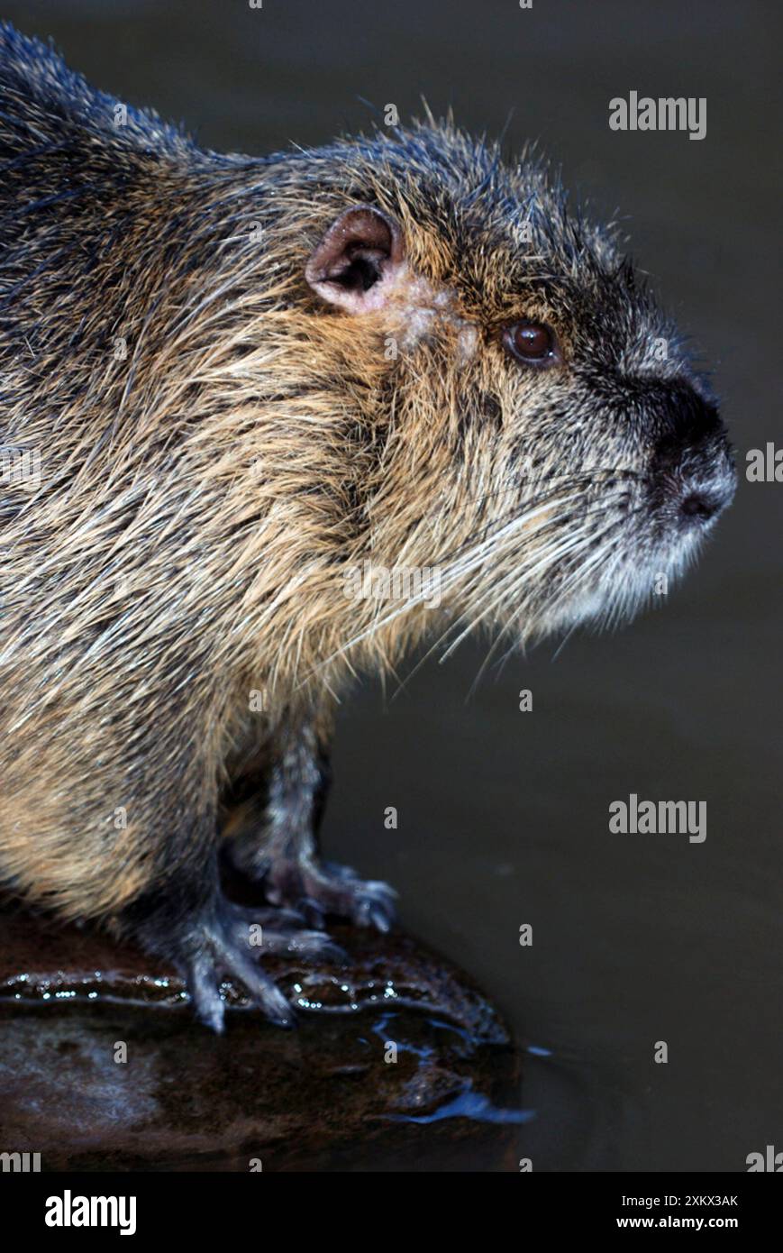 Coypu / Nutria - riparian rodent introduced to Stock Photo - Alamy