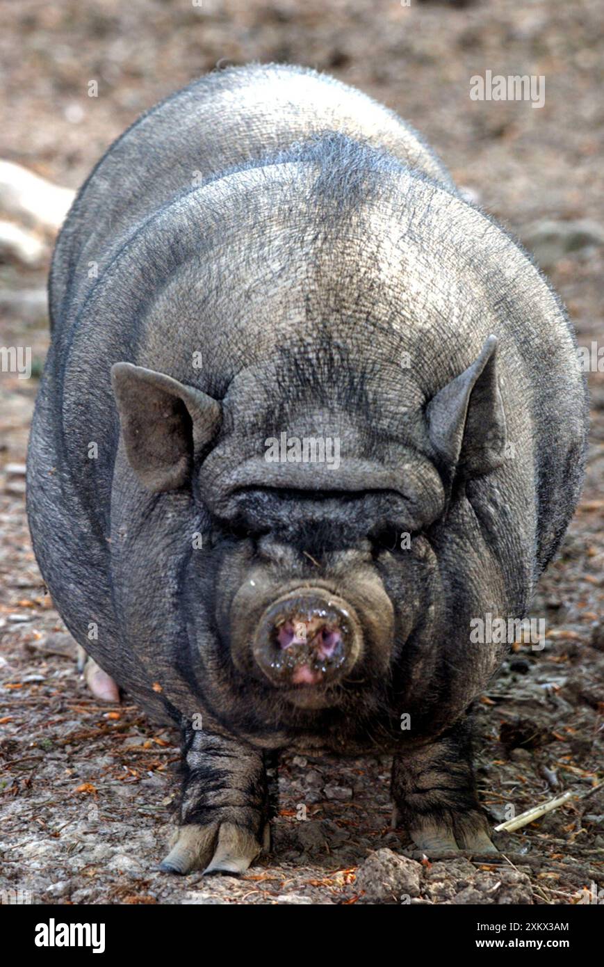 Bellied pot hi-res stock photography and images - Alamy