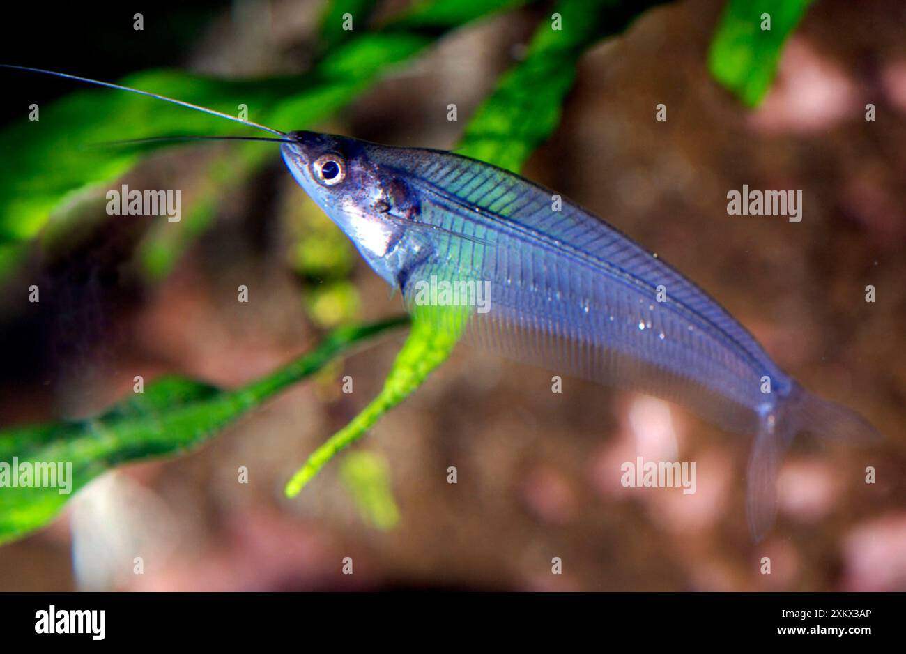 Glass Catfish / X-ray fish Stock Photo - Alamy