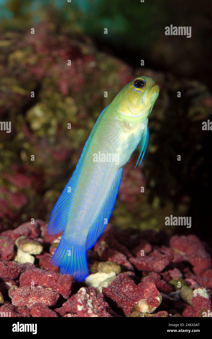 Yellowhead jaw fish hi-res stock photography and images - Alamy