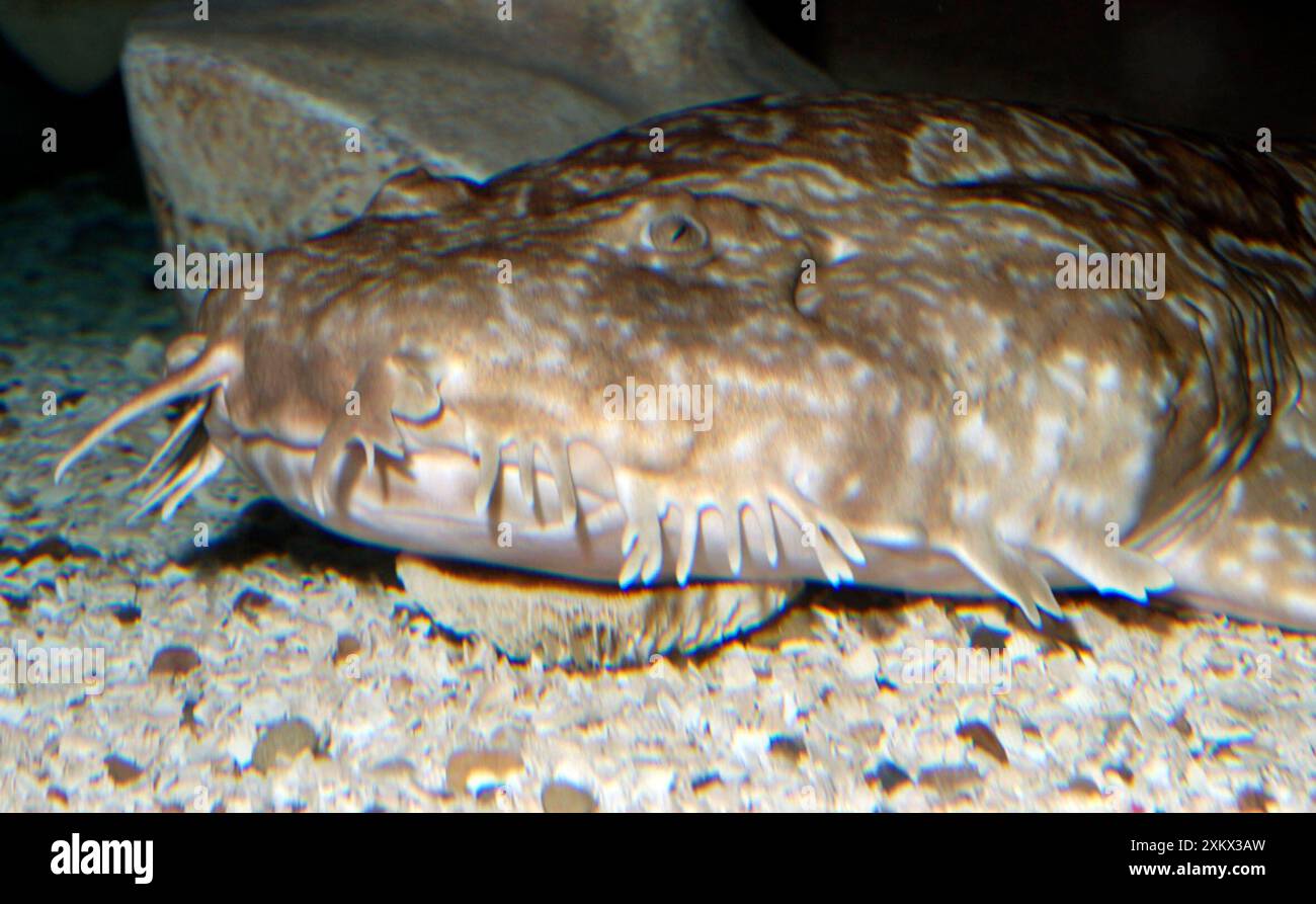 Northern wobbegong shark hi-res stock photography and images - Alamy