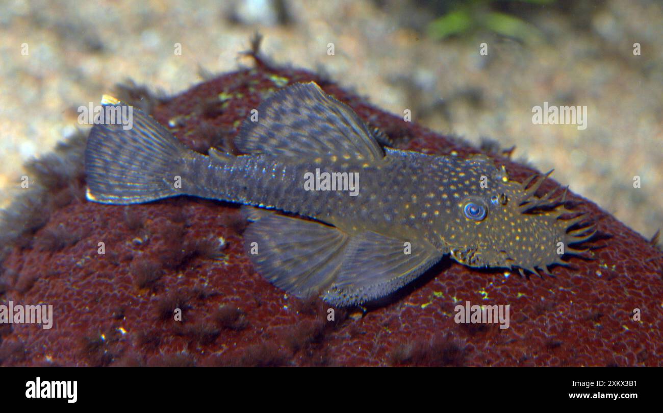 Bristle nosed animals hi-res stock photography and images - Alamy