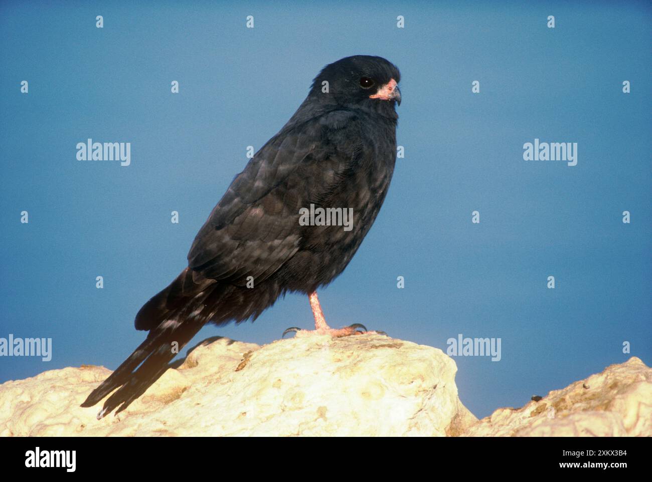 Gabar Goshawk - melanistic form / dark morph Stock Photo - Alamy