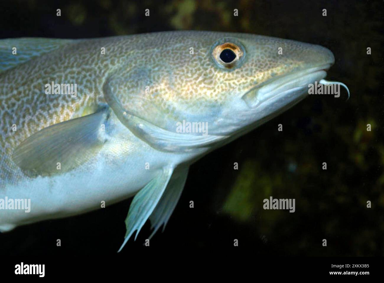Atlantic cod underwater hi-res stock photography and images - Alamy
