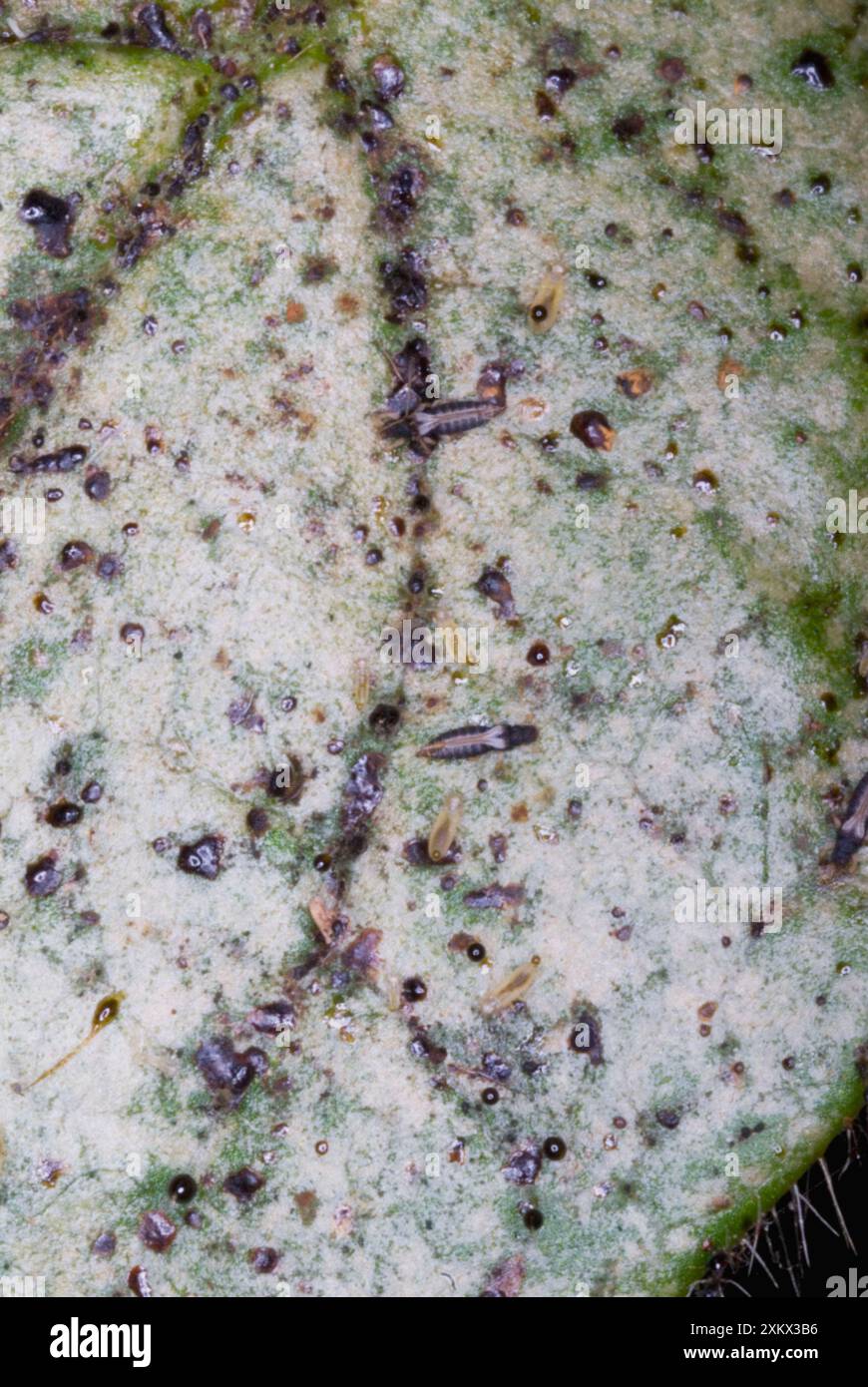 Adult and larval thrips on leaf, showing characteristic silvering of ...