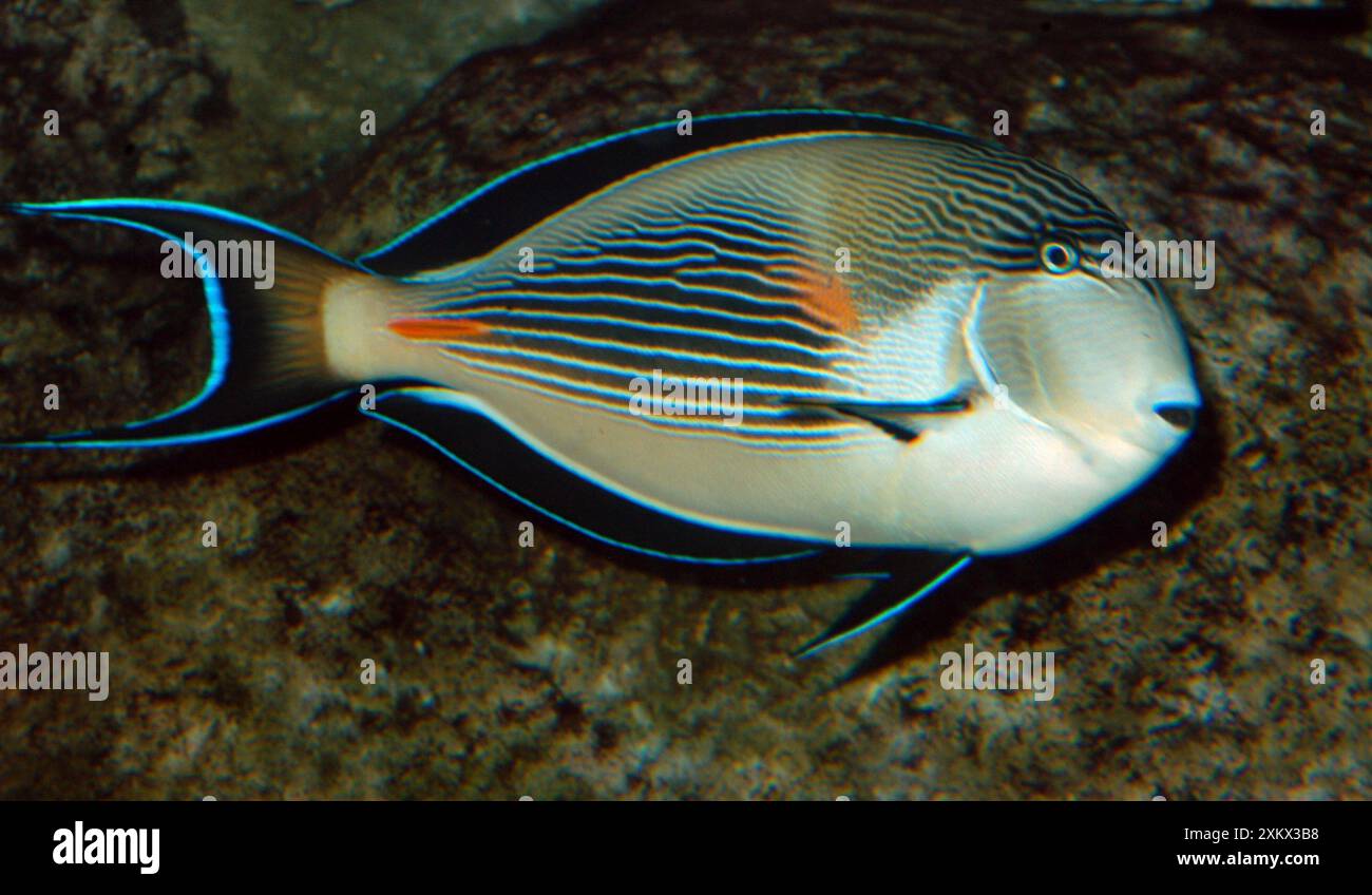 Red sea surgeonfish hi-res stock photography and images - Alamy