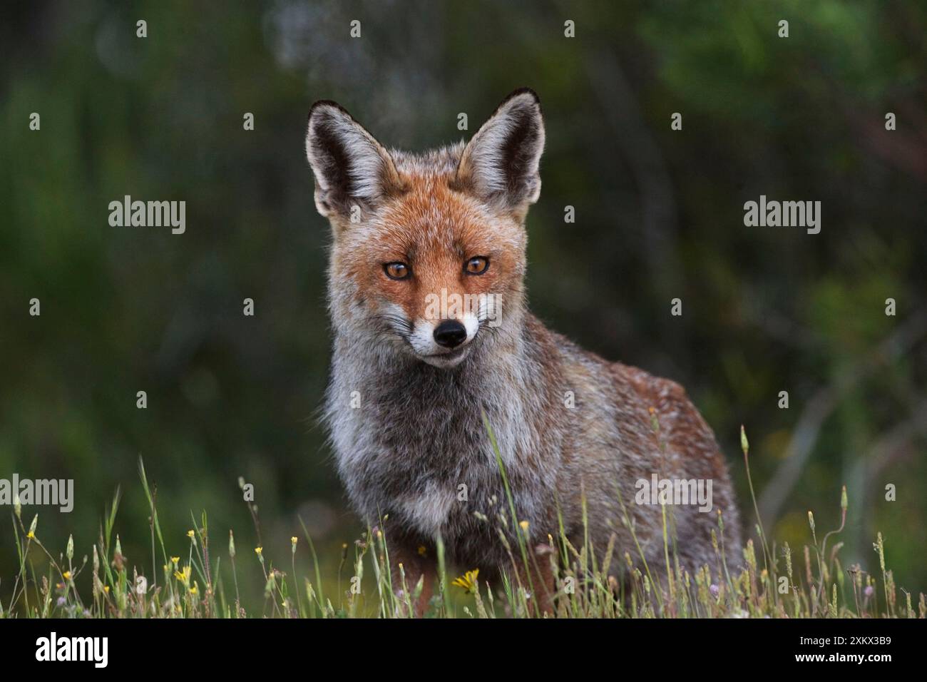 Female Red Fox Stock Photo - Alamy