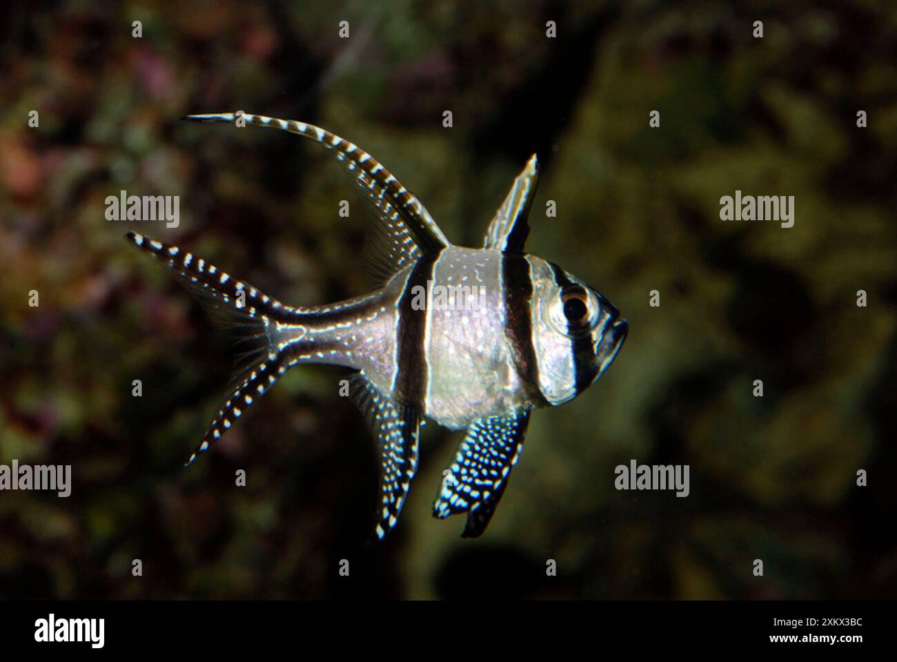 Bangai / Banggai Cardinal Fish / Kaudern's Cardinal Fish Stock Photo ...