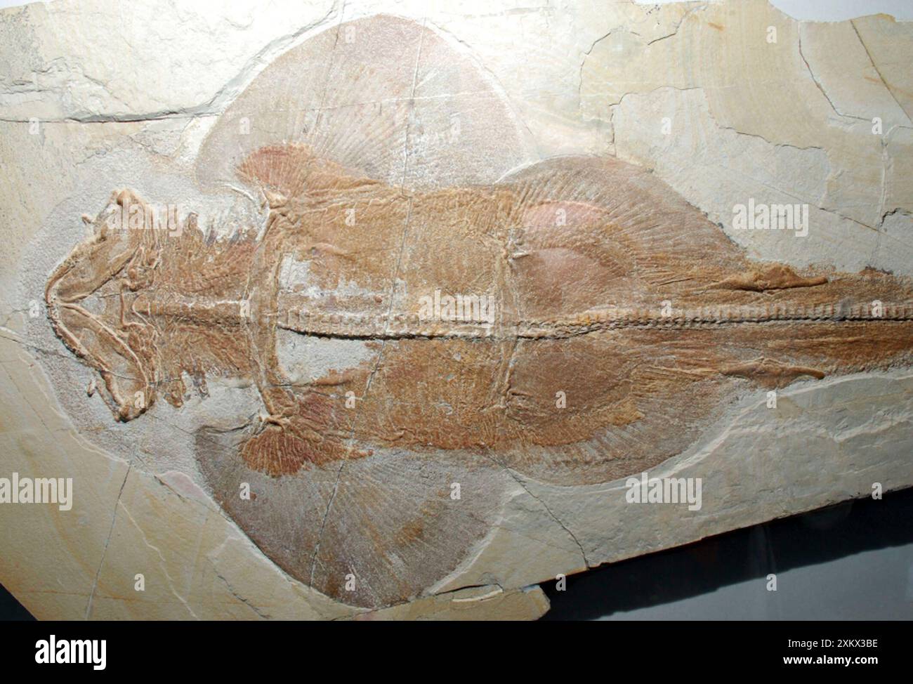 Fossil Banjo Ray. Jura, Germany. Jurassic Stock Photo - Alamy