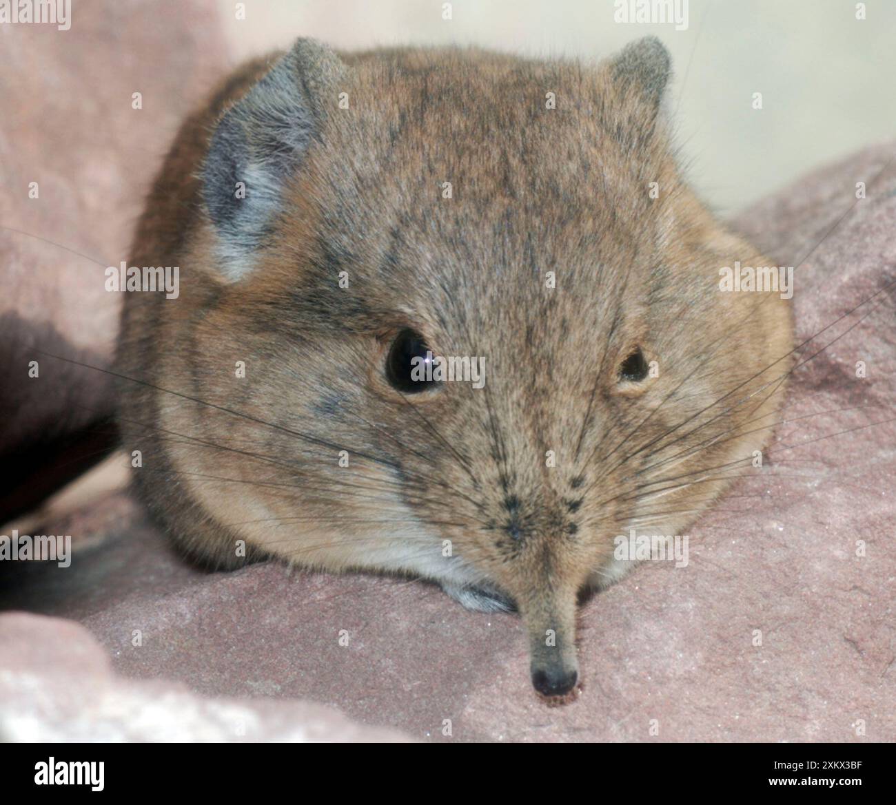 Elephant shrew face hi-res stock photography and images - Alamy
