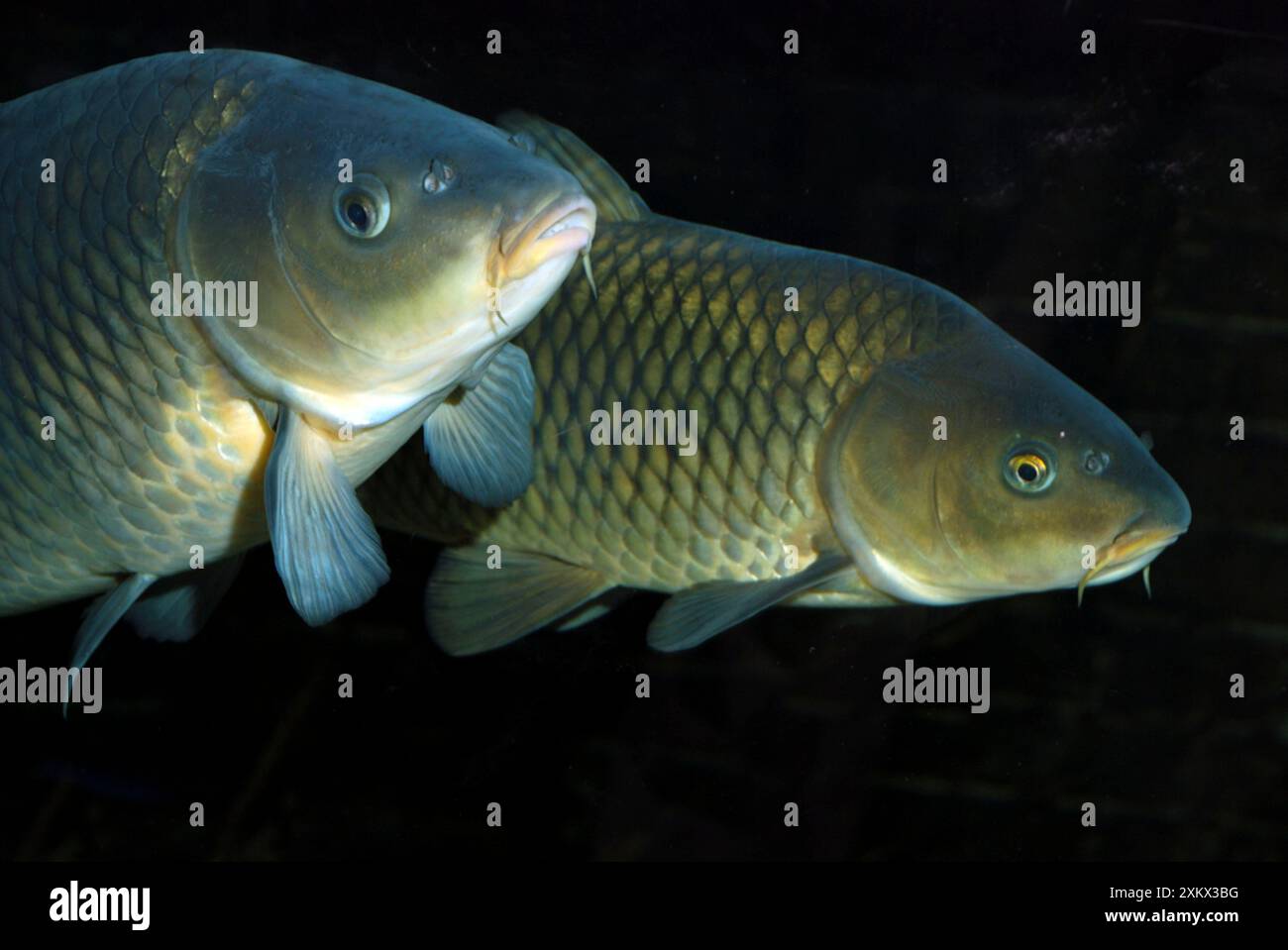 Common hi-res stock photography and images - Alamy