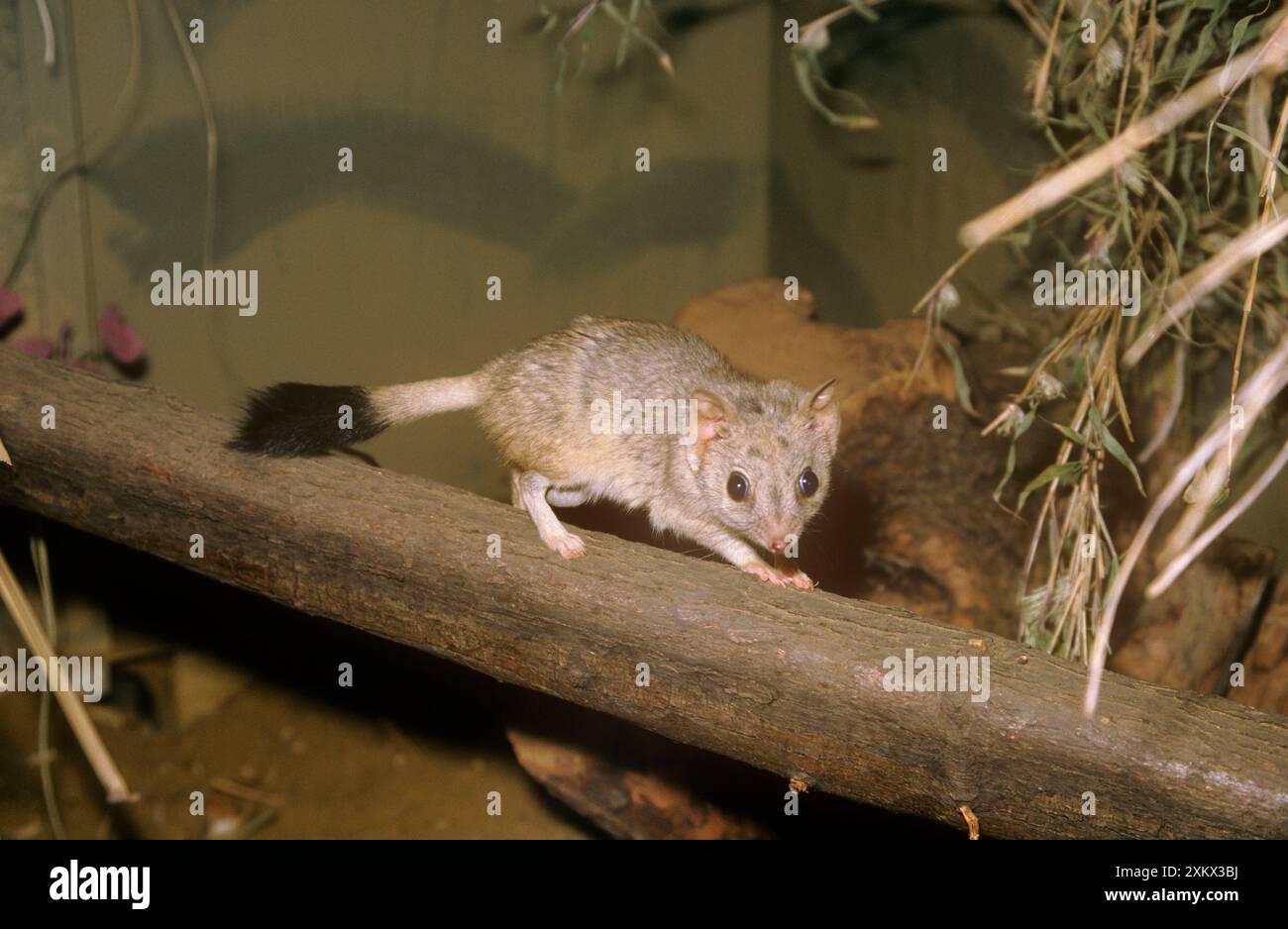 Marsupial mouse hi-res stock photography and images - Alamy