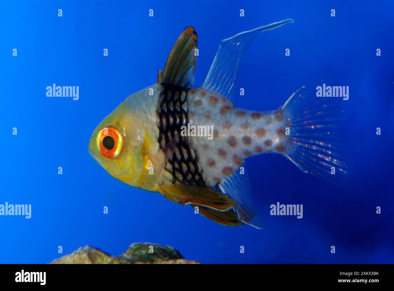Pyjama fish hi-res stock photography and images - Alamy