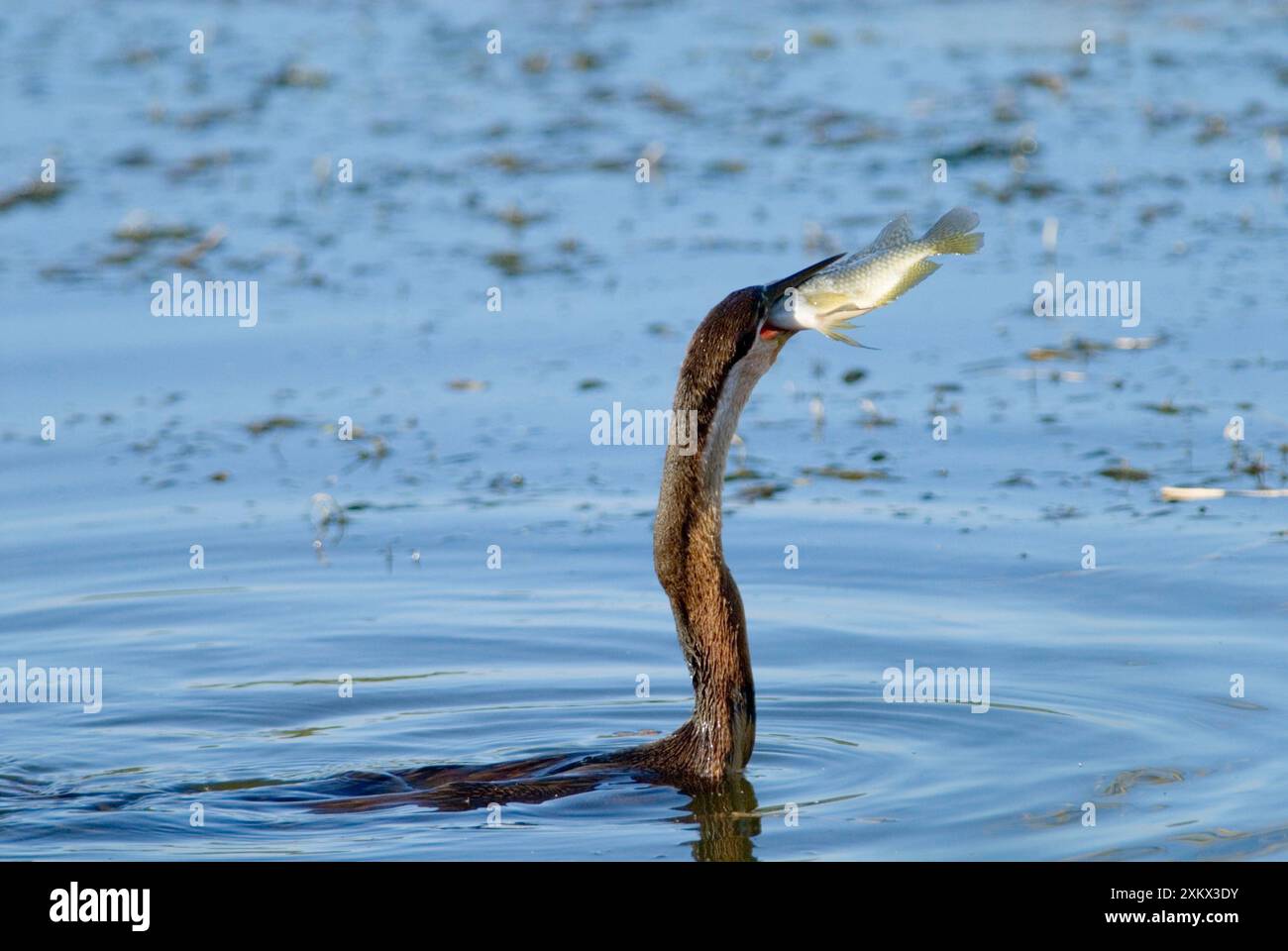 African Darter / Darter / Snakebird - swallowing Stock Photo - Alamy