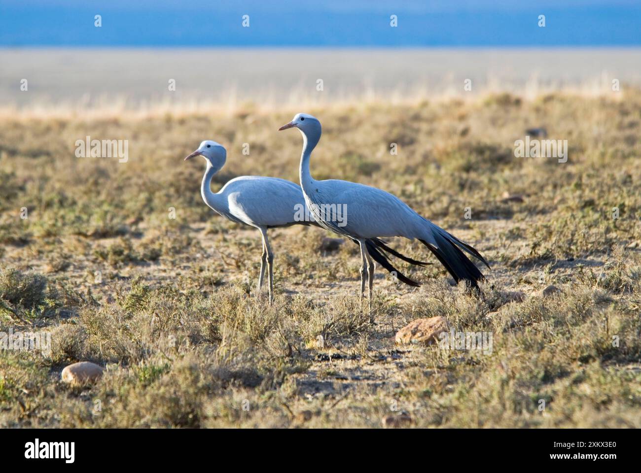 Blue crane birds hi-res stock photography and images - Alamy