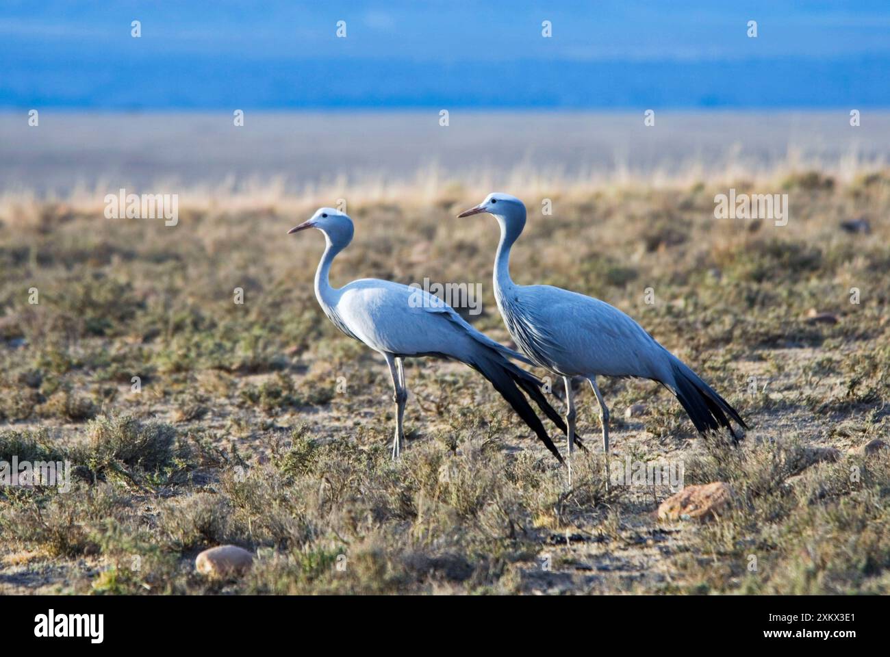 Blue crane birds hi-res stock photography and images - Alamy