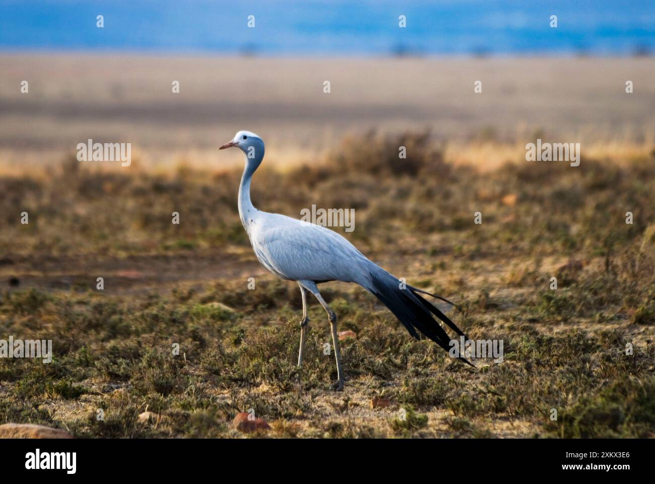 South africa blue crane hi-res stock photography and images - Alamy