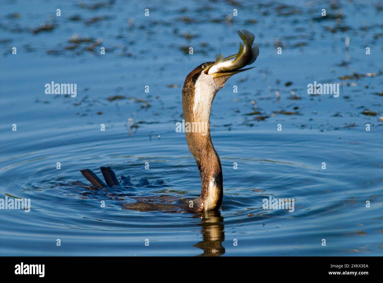 African Darter / Darter / Snakebird swallowing Stock Photo - Alamy