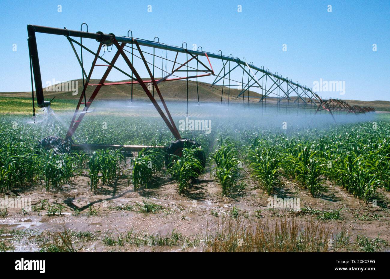 Irrigation - maize Stock Photo - Alamy