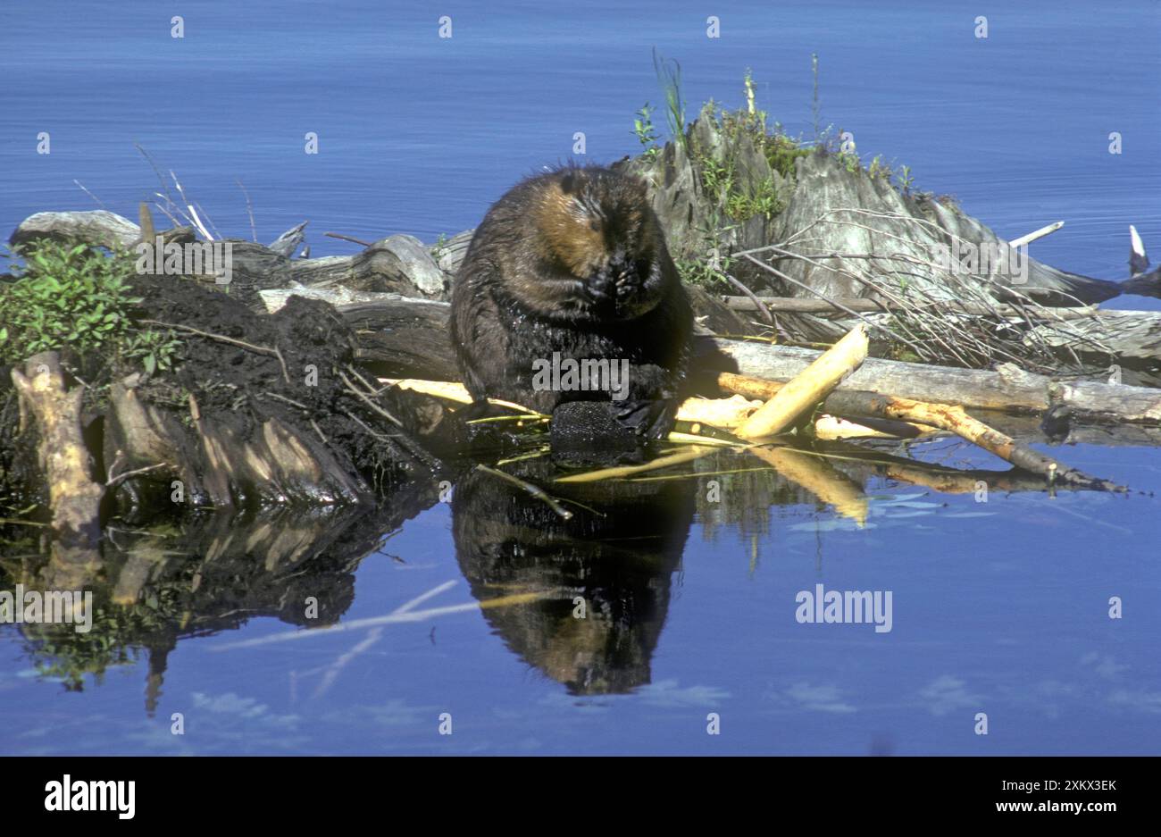 Beaver eating on feeding station Stock Photo - Alamy