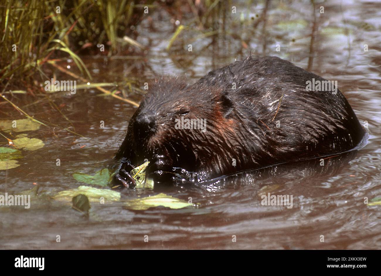 Small twigs hi-res stock photography and images - Alamy