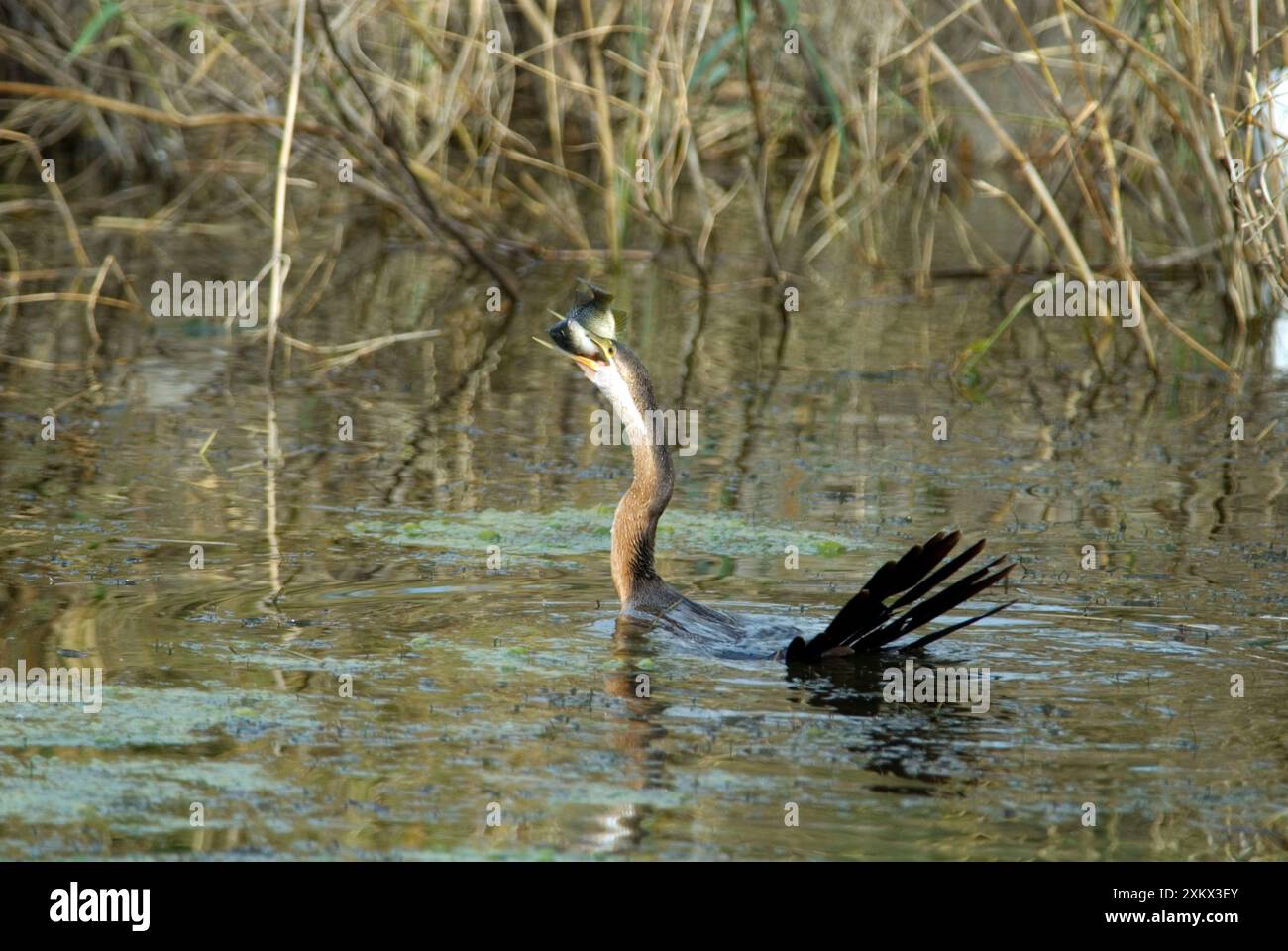 African Darter / Darter / Snakebird swallowing Stock Photo - Alamy