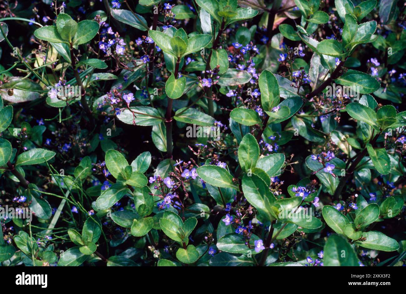Close up brooklime flower hi-res stock photography and images - Alamy