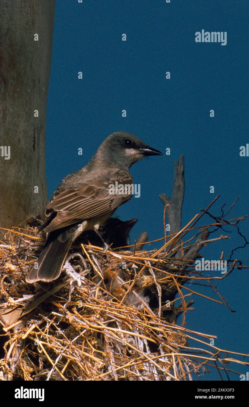 Cassin kingbirds hi-res stock photography and images - Alamy