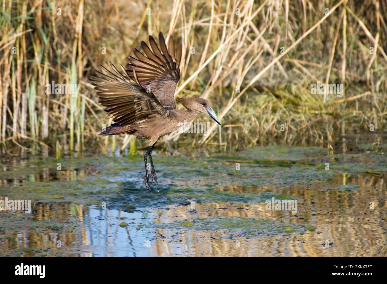 Hamerkop in flight hi-res stock photography and images - Alamy