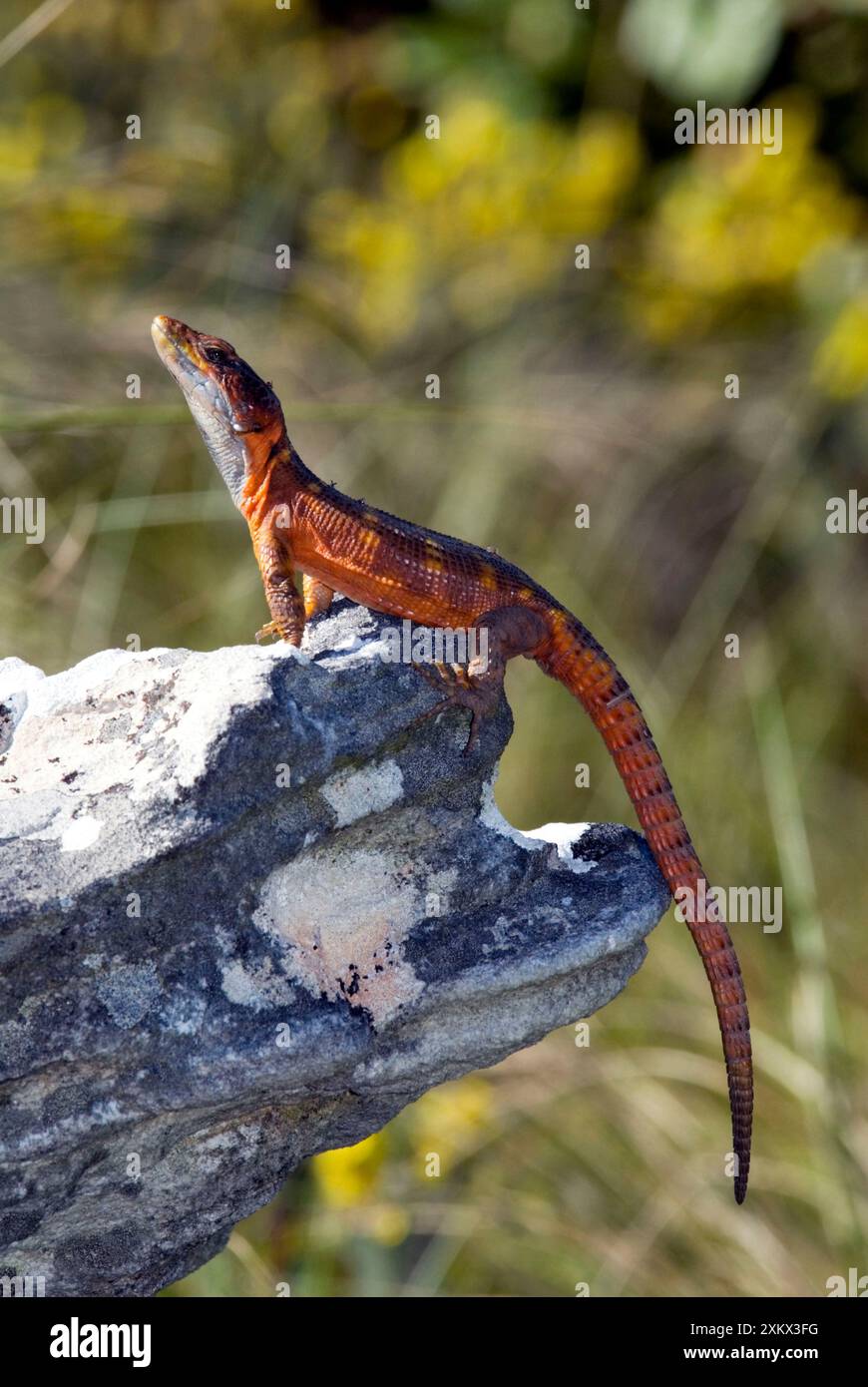 Animal reptile lizard wildlife hi-res stock photography and images - Alamy