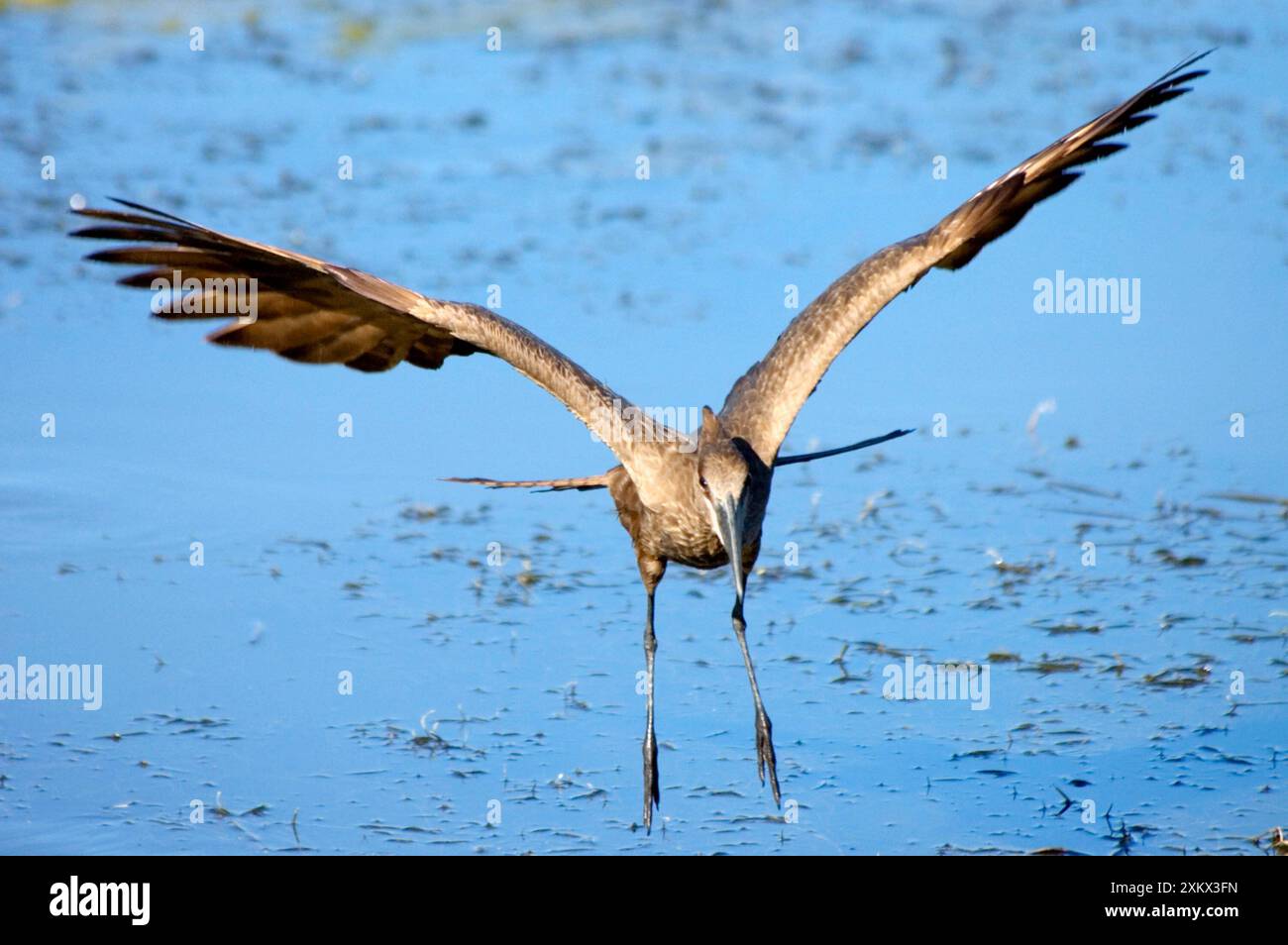 Hamerkop in flight hi-res stock photography and images - Alamy