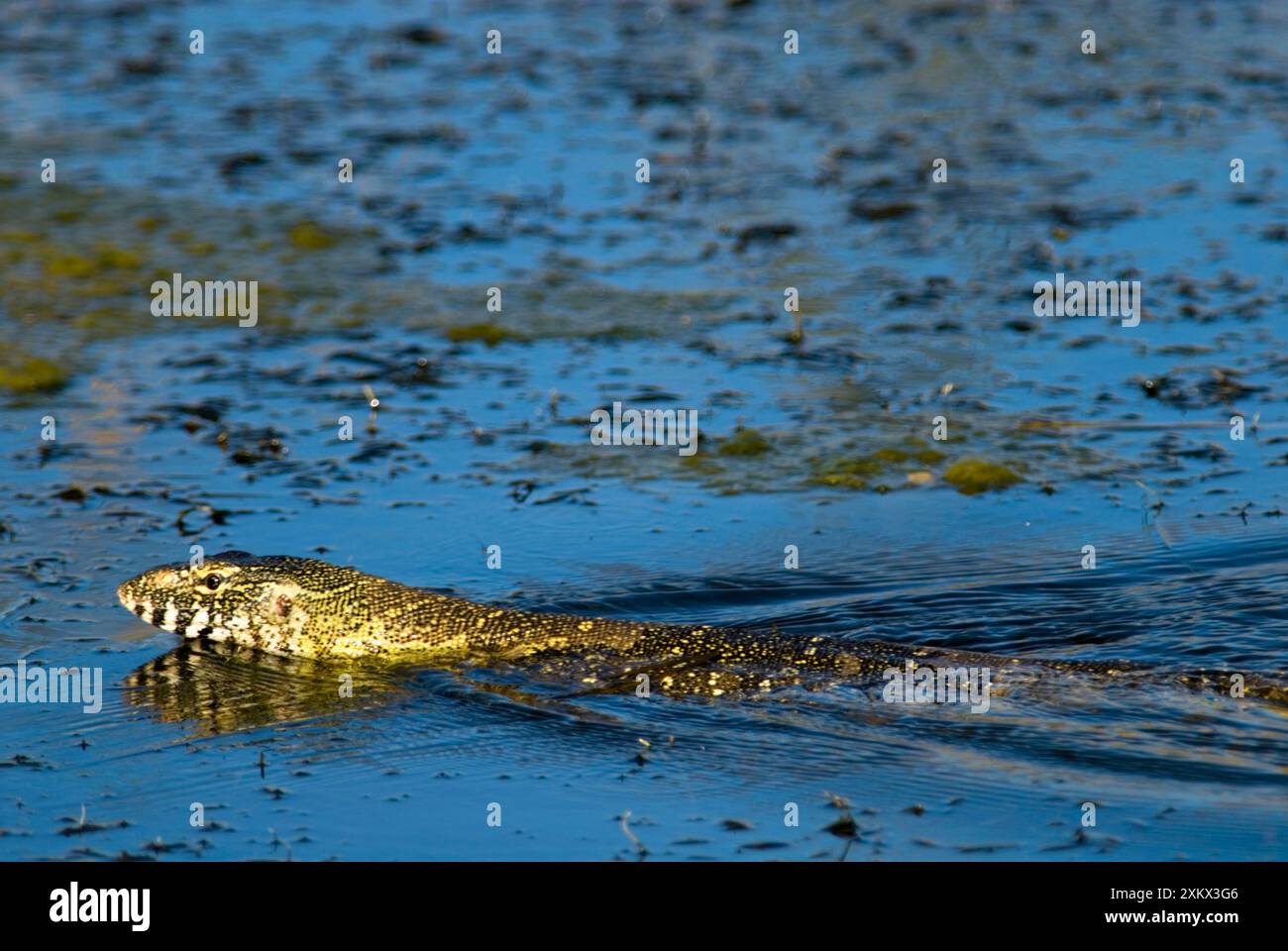 Swimming water monitor hi-res stock photography and images - Alamy