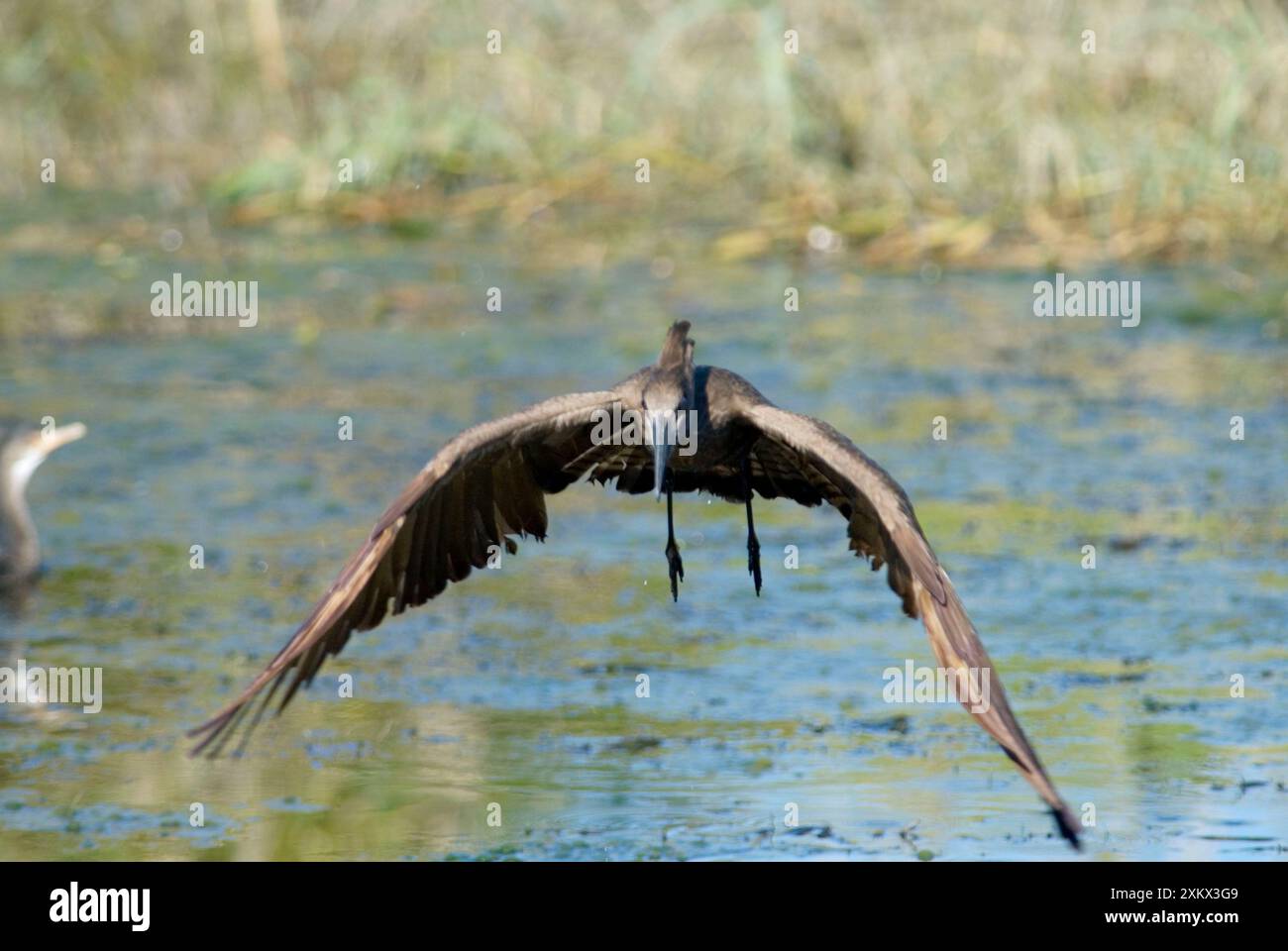 Hamerkop in flight hi-res stock photography and images - Alamy