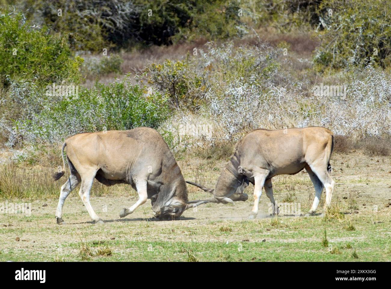 Bull's horn hi-res stock photography and images - Alamy