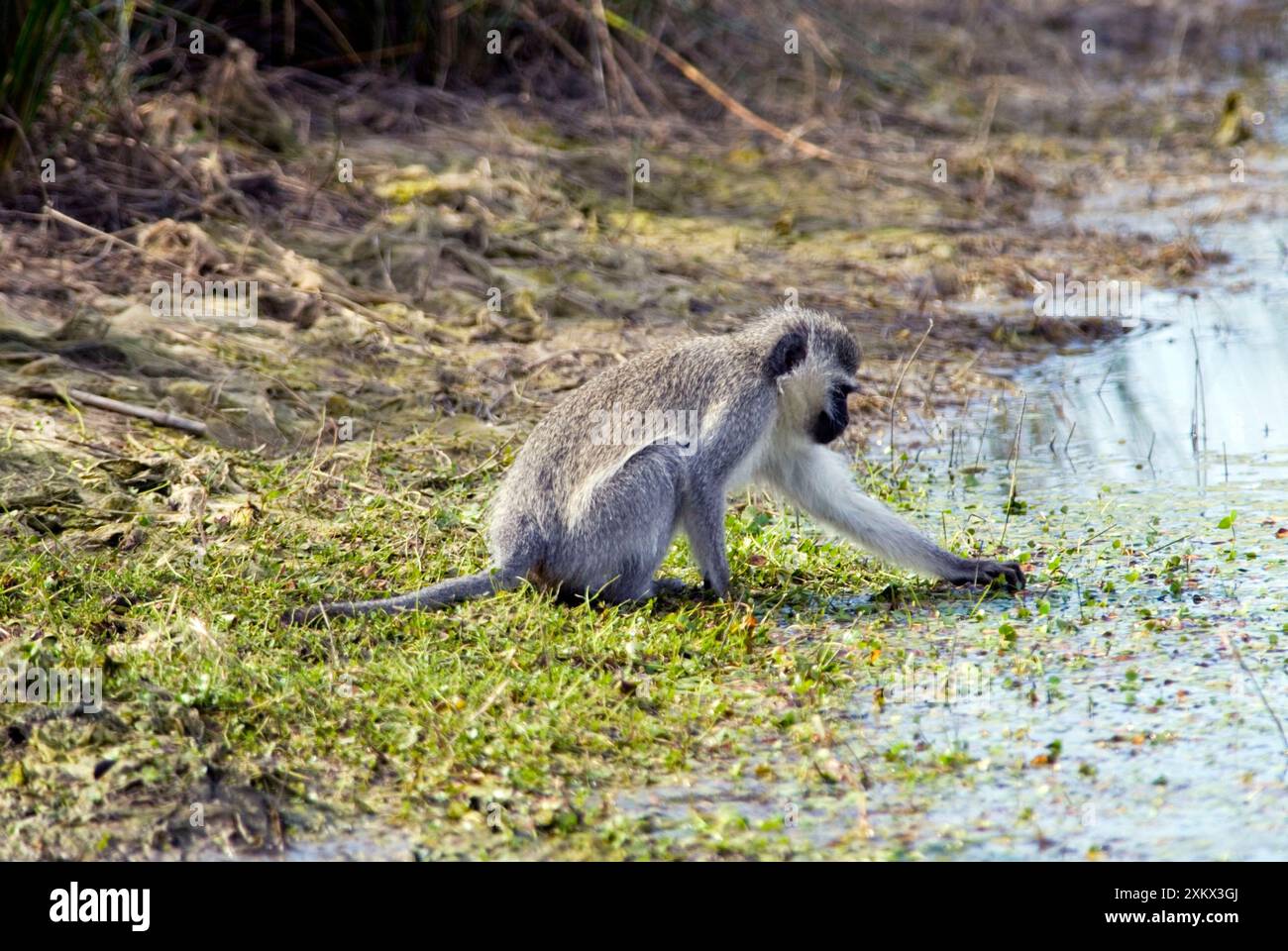 Vervet Monkey - picking aquatic vegetation to eat Stock Photo - Alamy