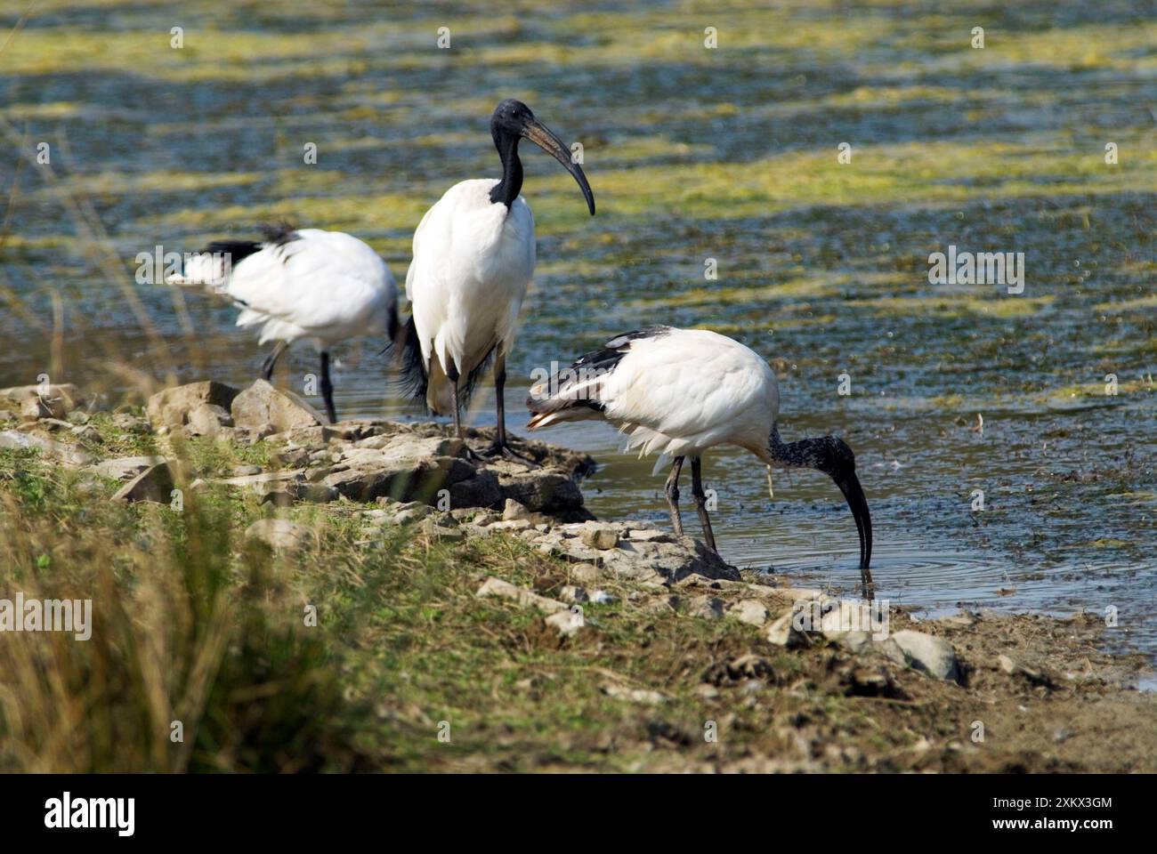 African Sacred Ibis Stock Photo - Alamy