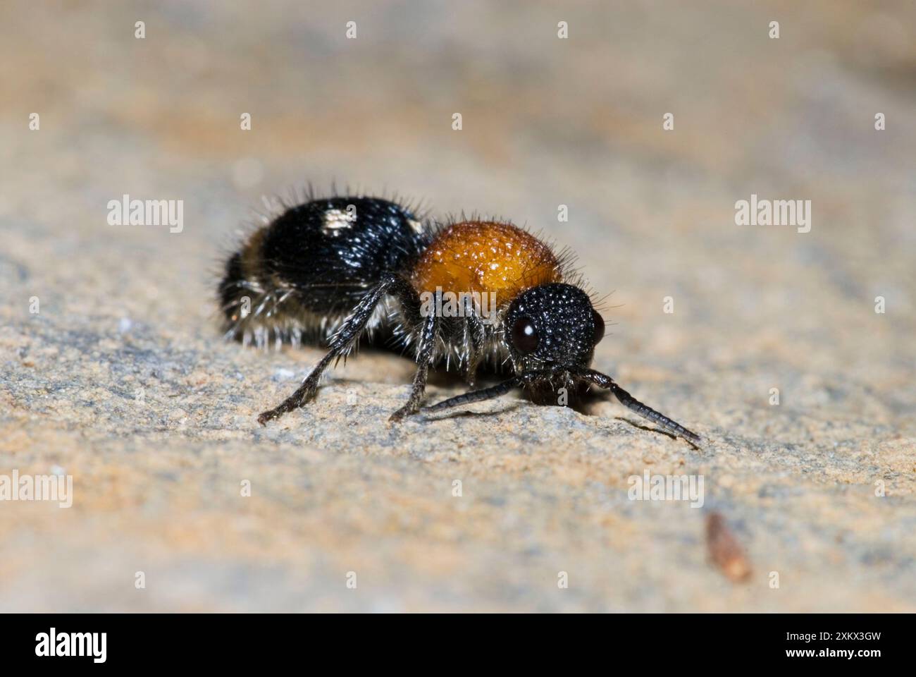 Velvet Ant - female Stock Photo - Alamy