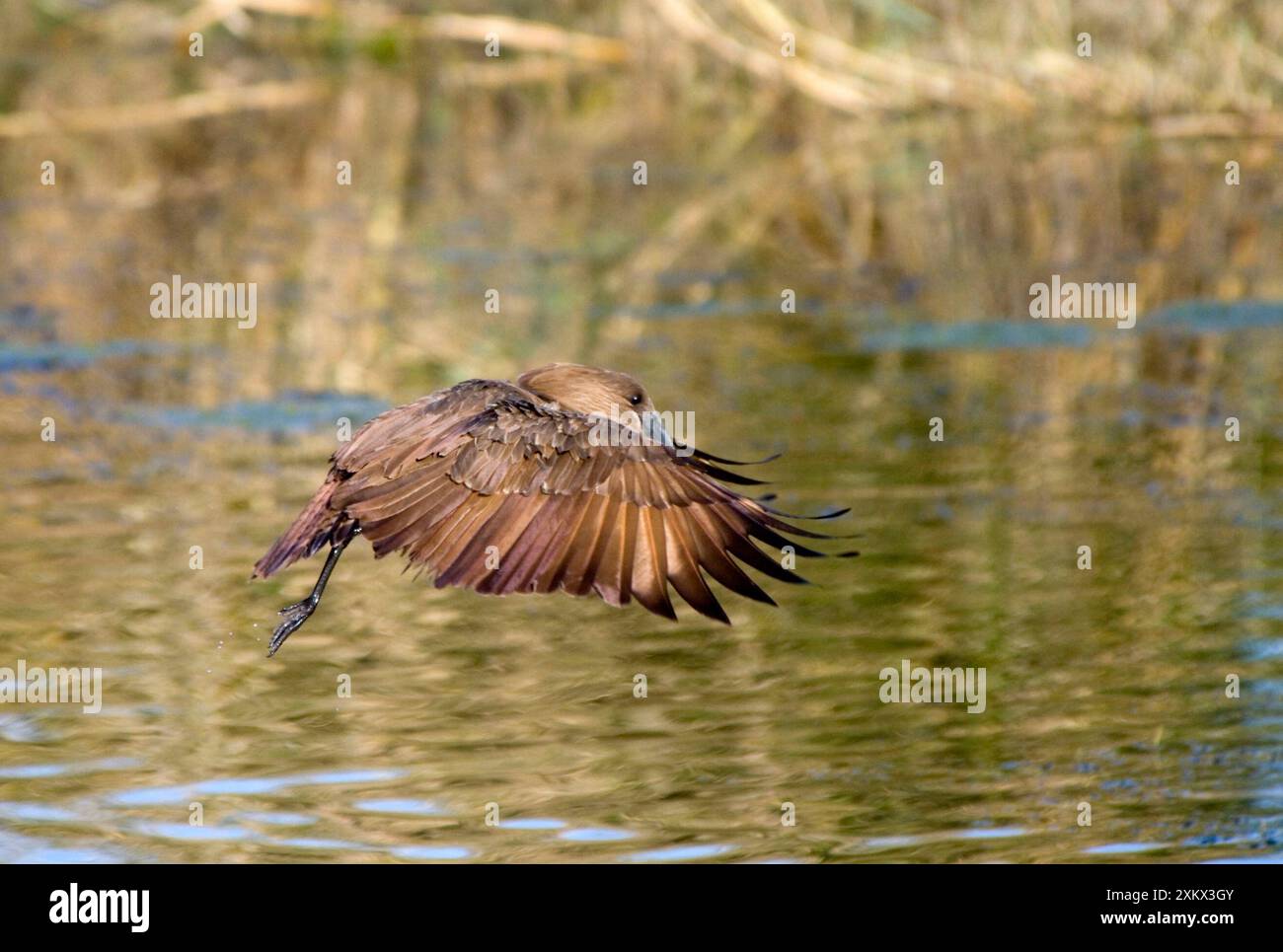Hamerkop in flight hi-res stock photography and images - Alamy