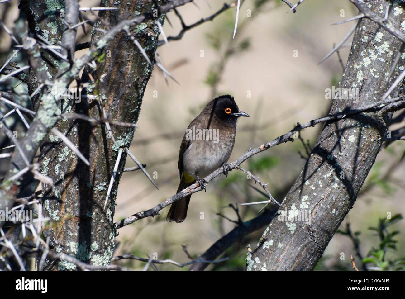 African Red-eyed Bulbul Stock Photo - Alamy