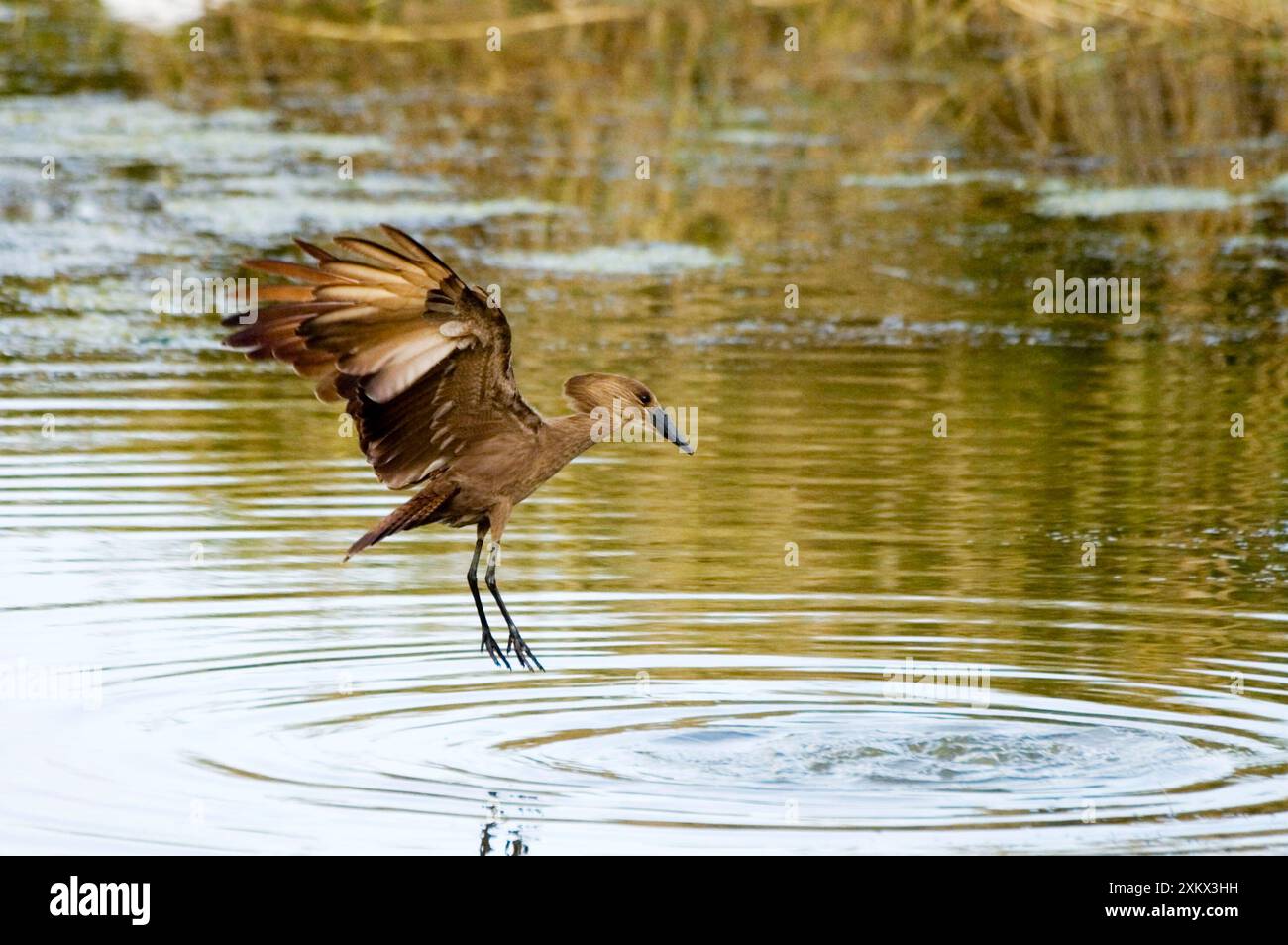 Hamerkop in flight Stock Photo - Alamy