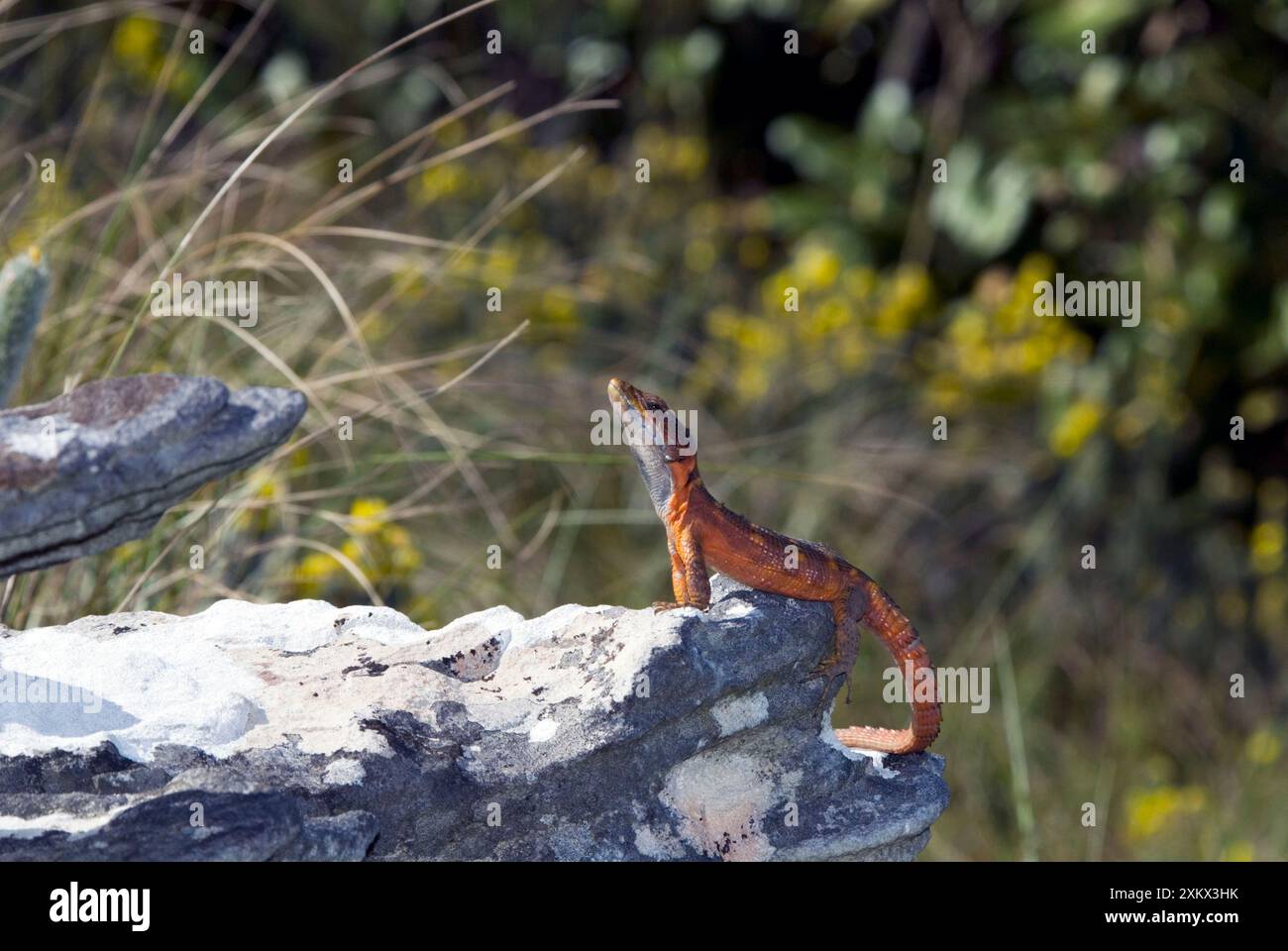 Animal animals reptile reptiles lizard hi-res stock photography and ...