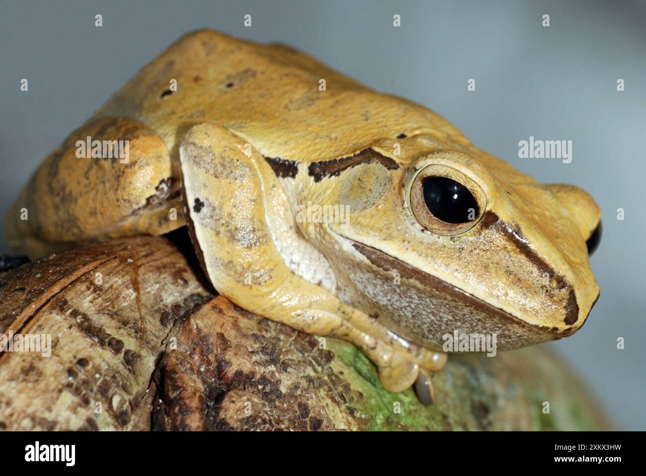 Golden tree frogs hi-res stock photography and images - Alamy